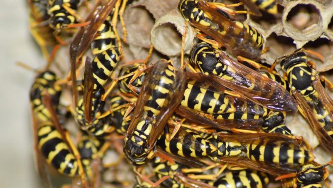 New Jersey Wasp Nest Identification Tips - Allison Pest Control - Since ...