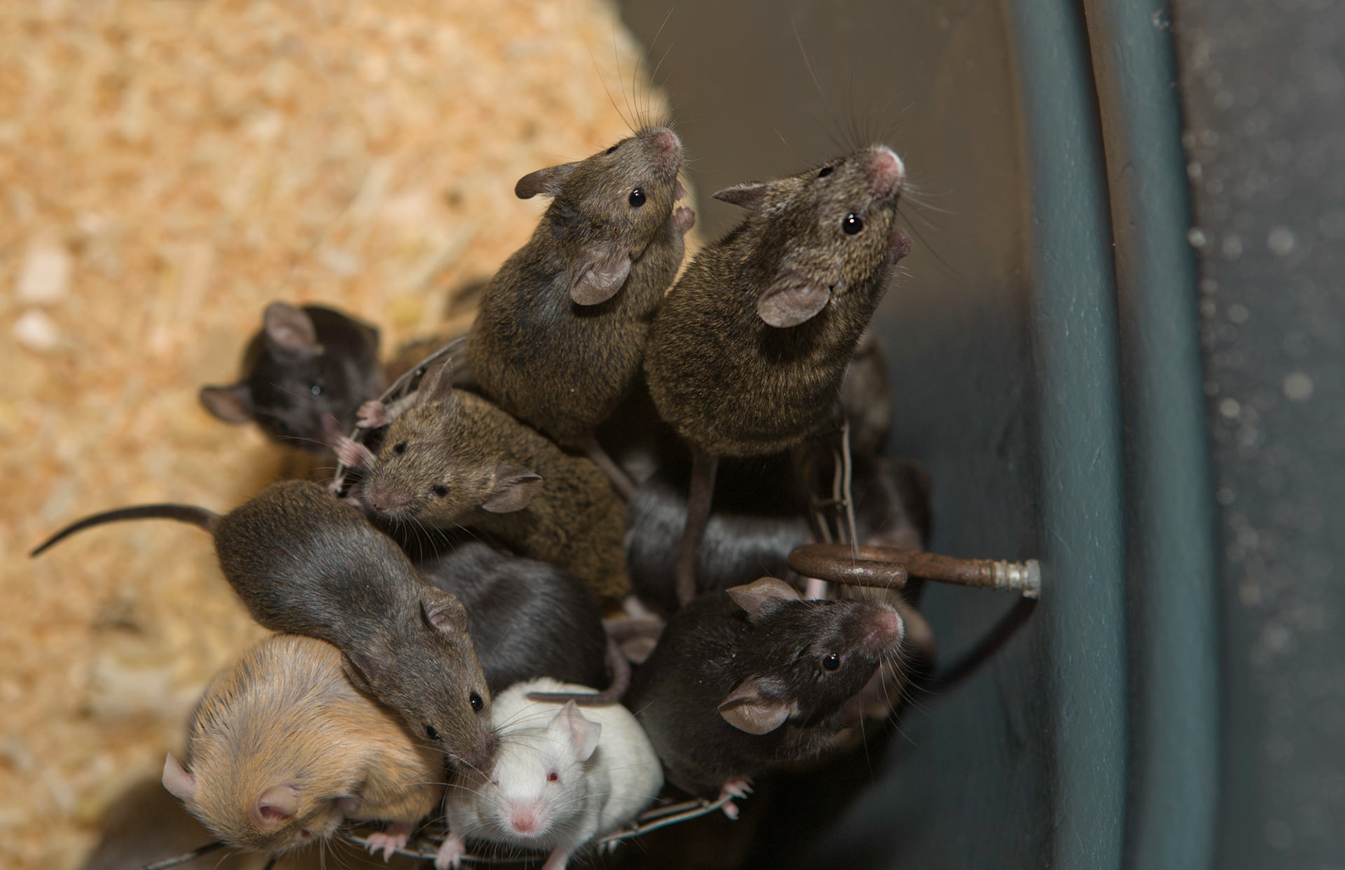 Rodents: Rats, Mice, and Voles in New Jersey - Allison Pest Control ...