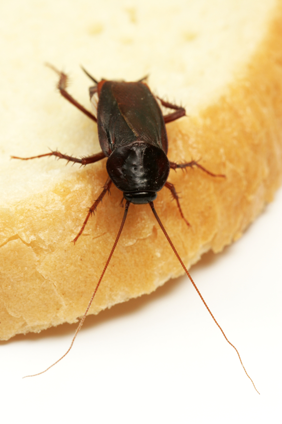 What Species of Cockroach Call New Jersey Home? - Allison Pest Control ...