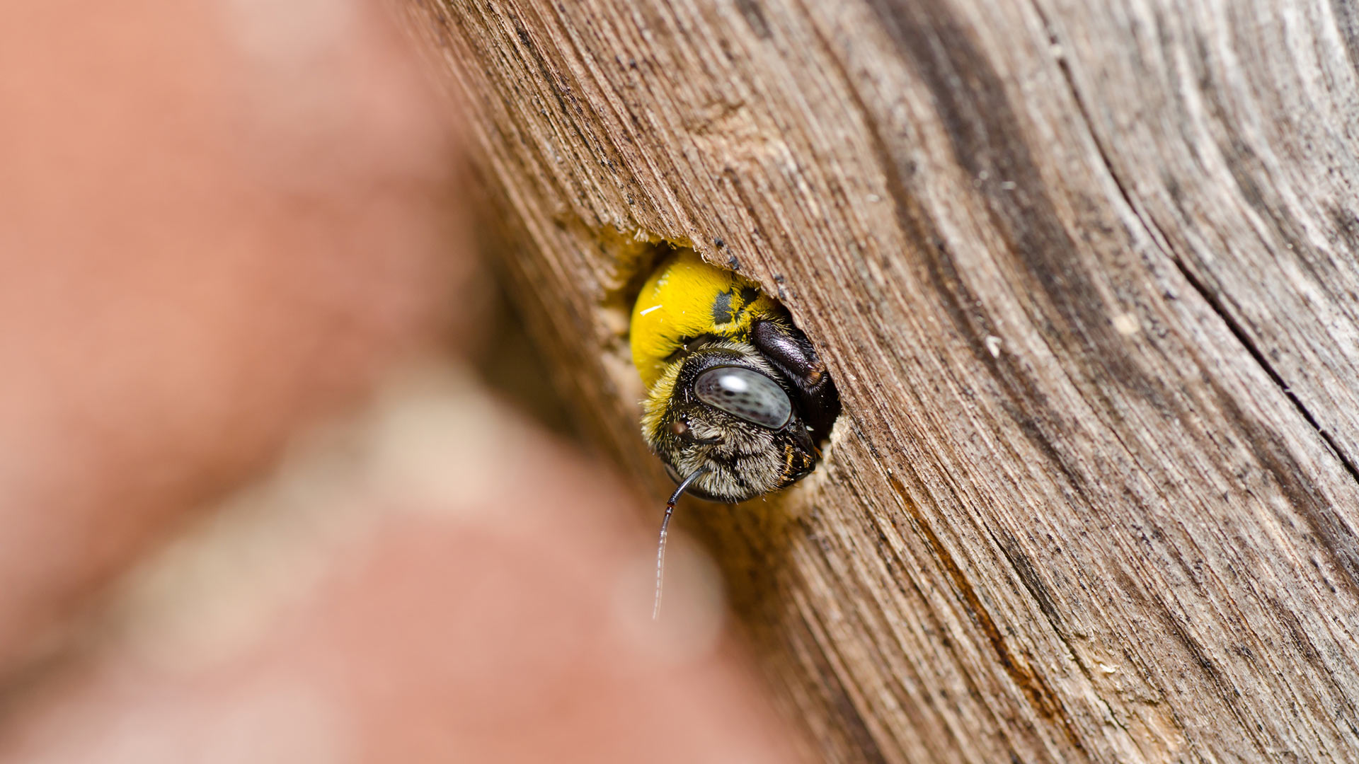 Carpenter Bees, the Bee without the Sting - Allison Pest Control ...