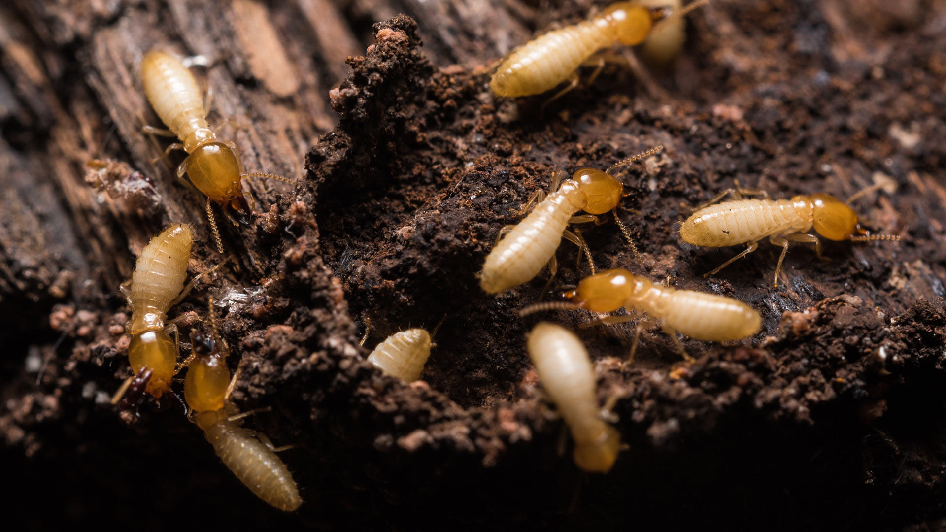 Termites Are a Problem Year Round - Interesting Facts to Know - Allison ...