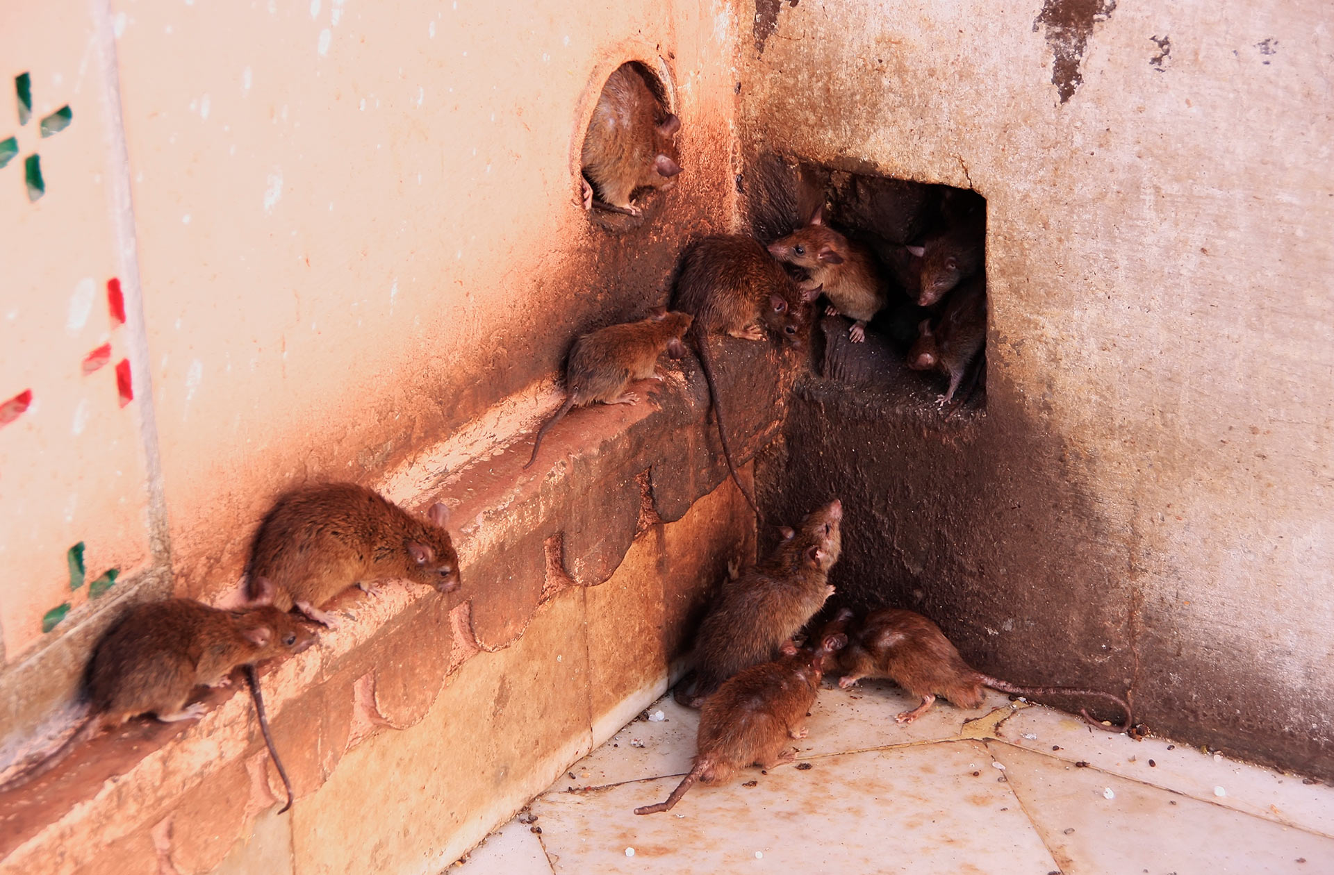Brielle, New Jersey - Rodents Move in to Overwinter - Allison Pest ...