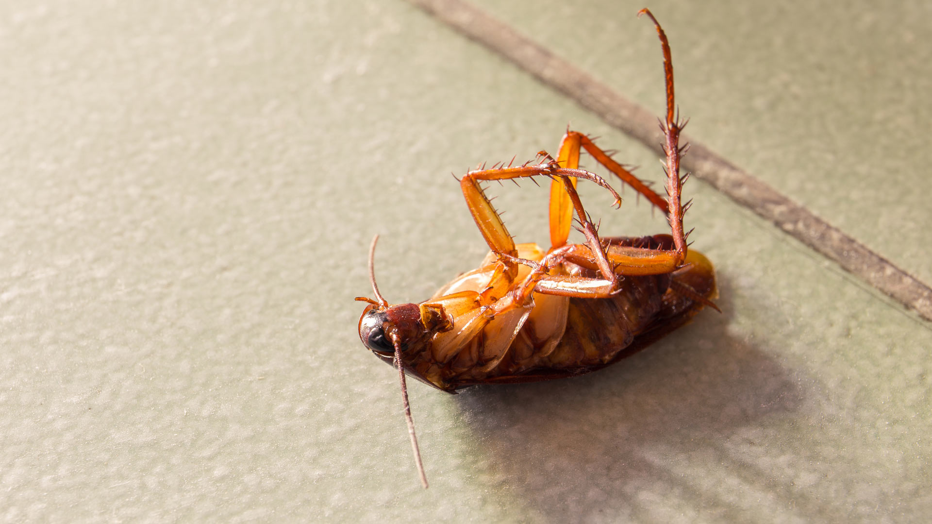 Cockroaches Top List of Tom's River Home Pests - Allison Pest Control ...