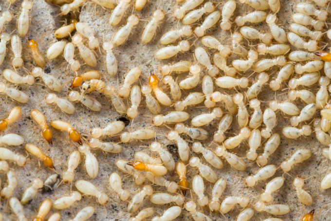 What Does a Termite Swarm Look Like? - Allison Pest Control - Since 1917
