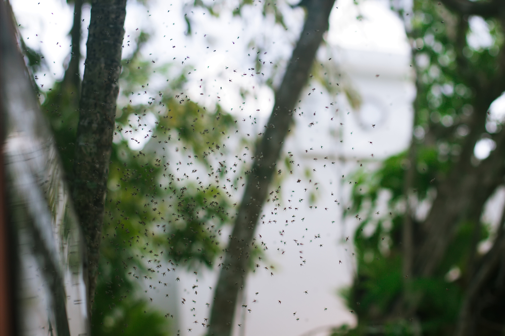 Flying Ants Swarm During the Late Summer Months - Allison Pest Control ...