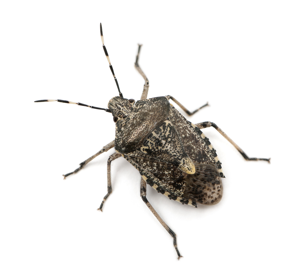 What to Know About October Stink Bugs in New Jersey - Allison Pest ...