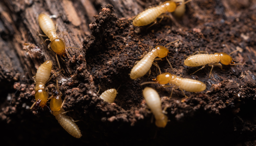 Be on the Lookout For Termites in Your New Jersey Home - Allison Pest ...
