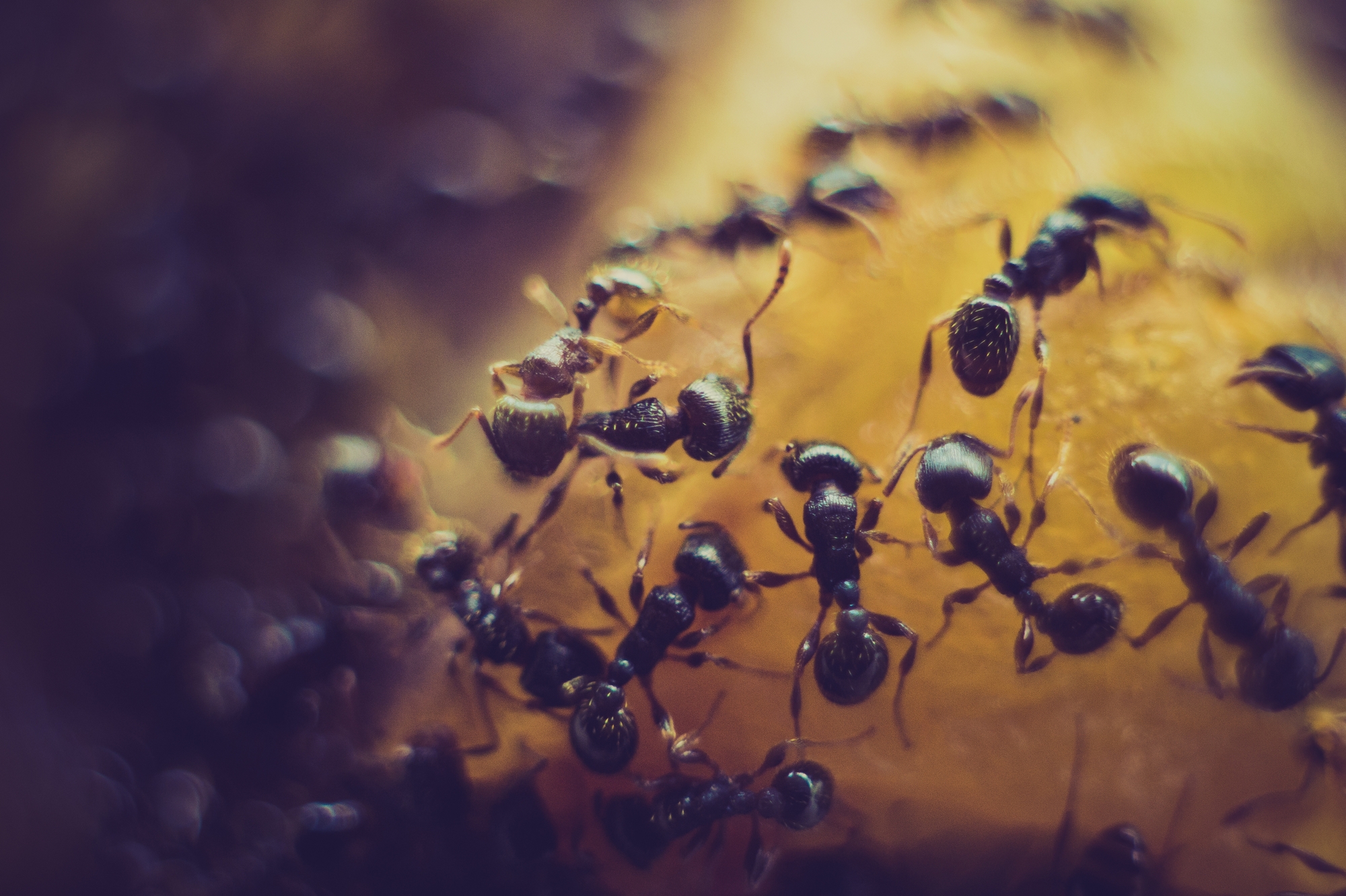 What to Know About the Carpenter Ant Life Cycle - Allison Pest Control ...