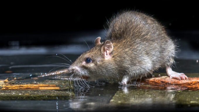 Five Facts on New Jersey Rats You Didn't Know - Allison Pest Control ...