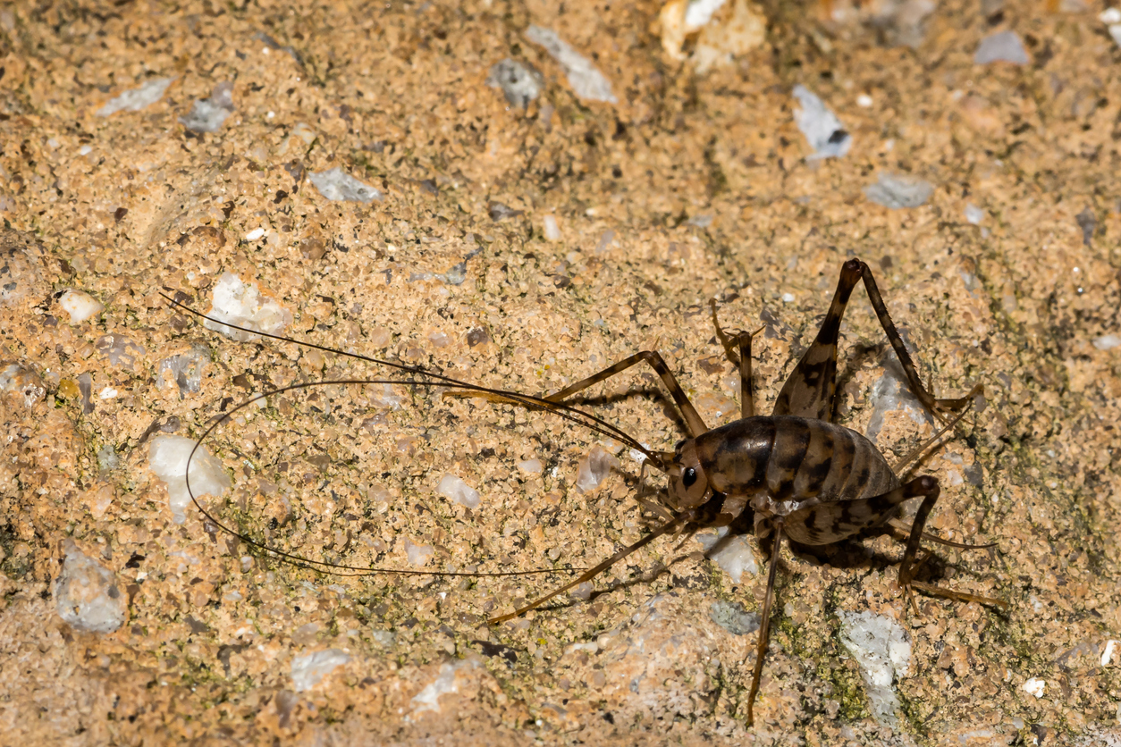 Creepy Camel Back Crickets - Get Them Under Control! - Allison Pest ...