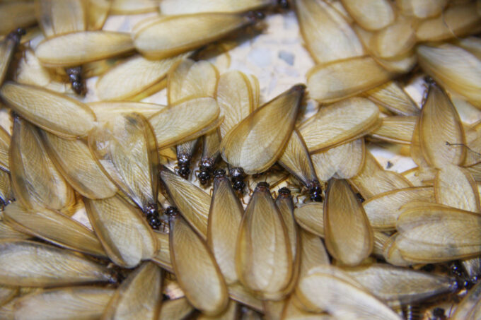 Three Quick Facts About Termites in New Jersey - Allison Pest Control ...