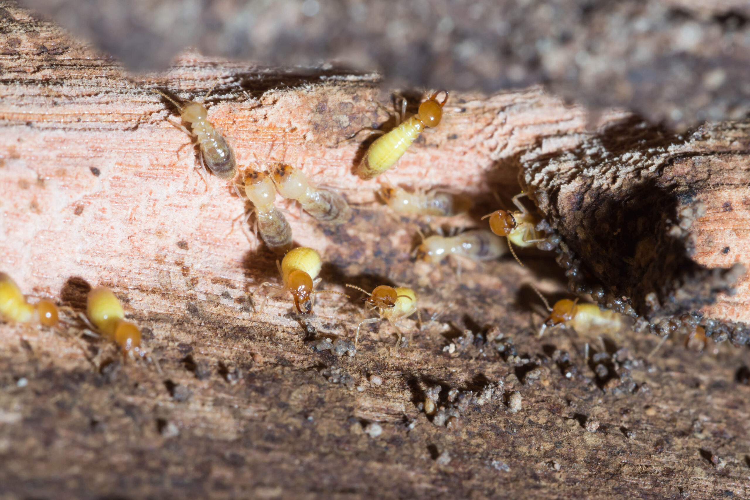 Termites Forage Near Ant Nests... Here's How They Get Away With It ...