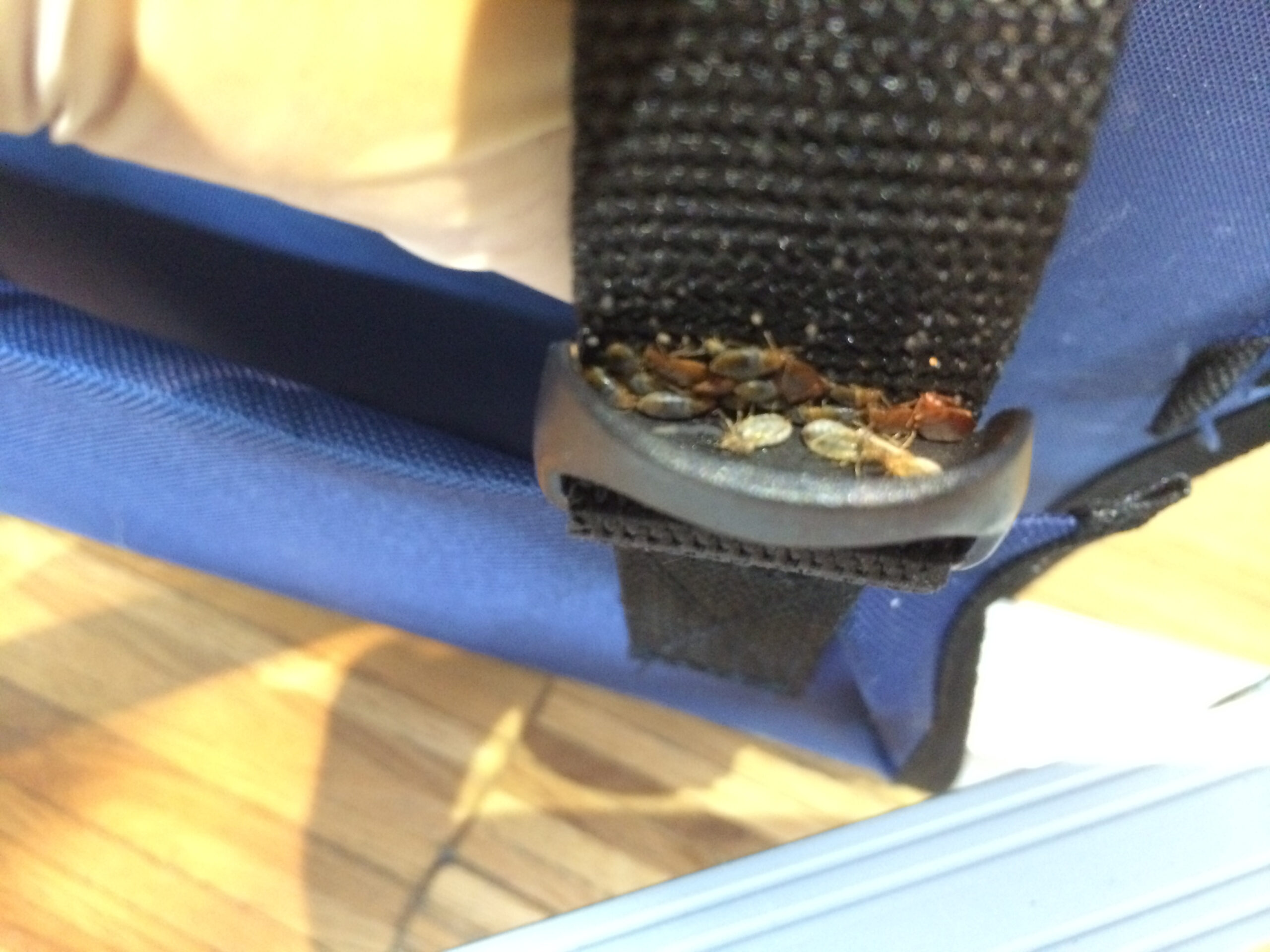 Asthma, Headaches, Stomach Pain , and Bedbugs- How To Know If Bed Bugs ...