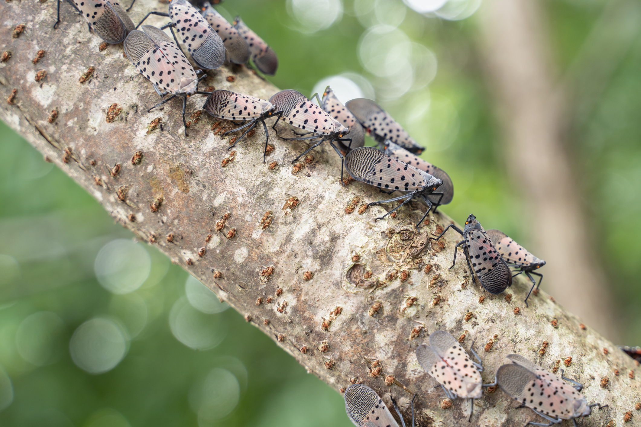 Cloudy with a Chance of Spotted Lanternfly Swarms: What To Know About ...