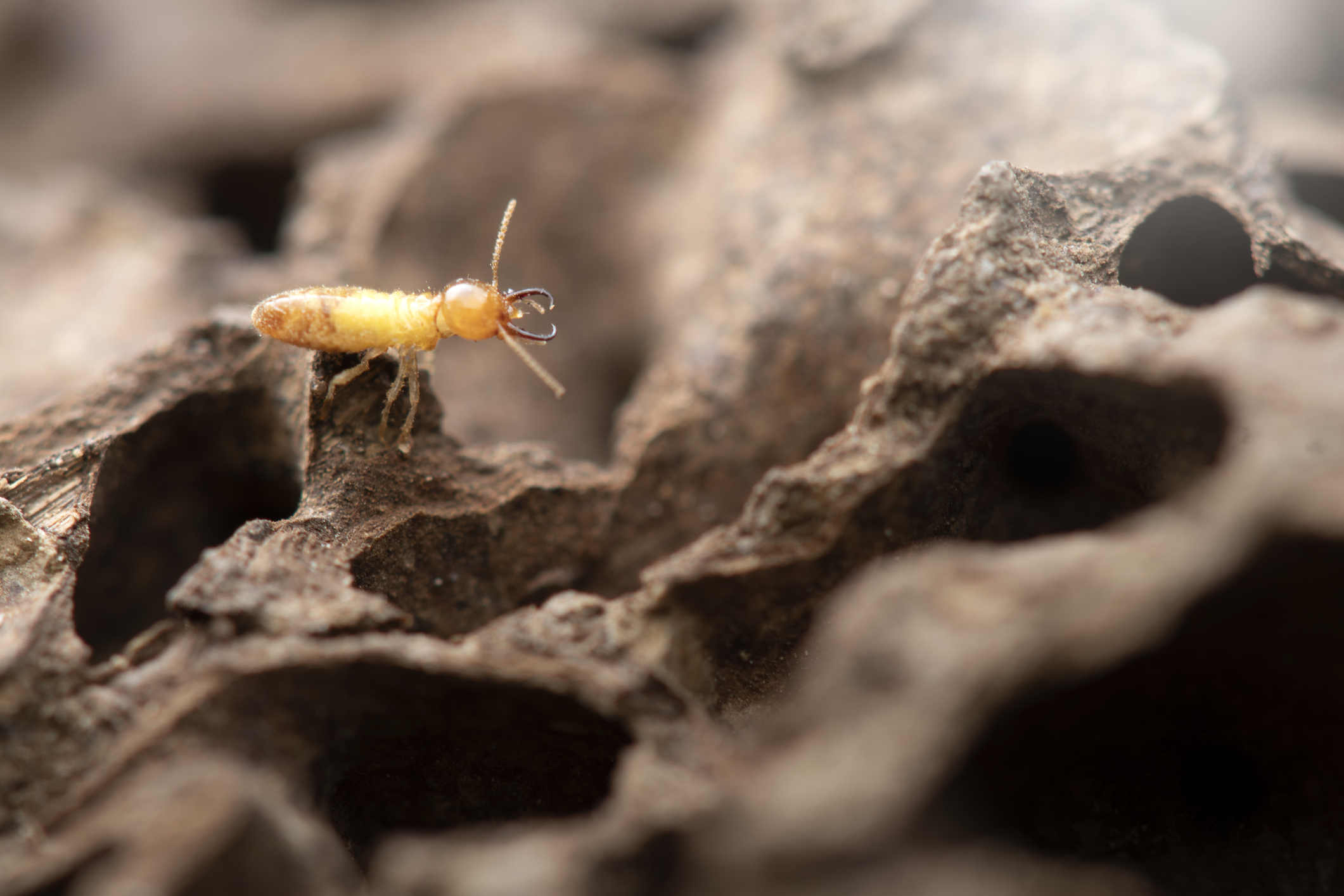 Follow Early Signs to Prevent Termite Infestation - Allison Pest ...