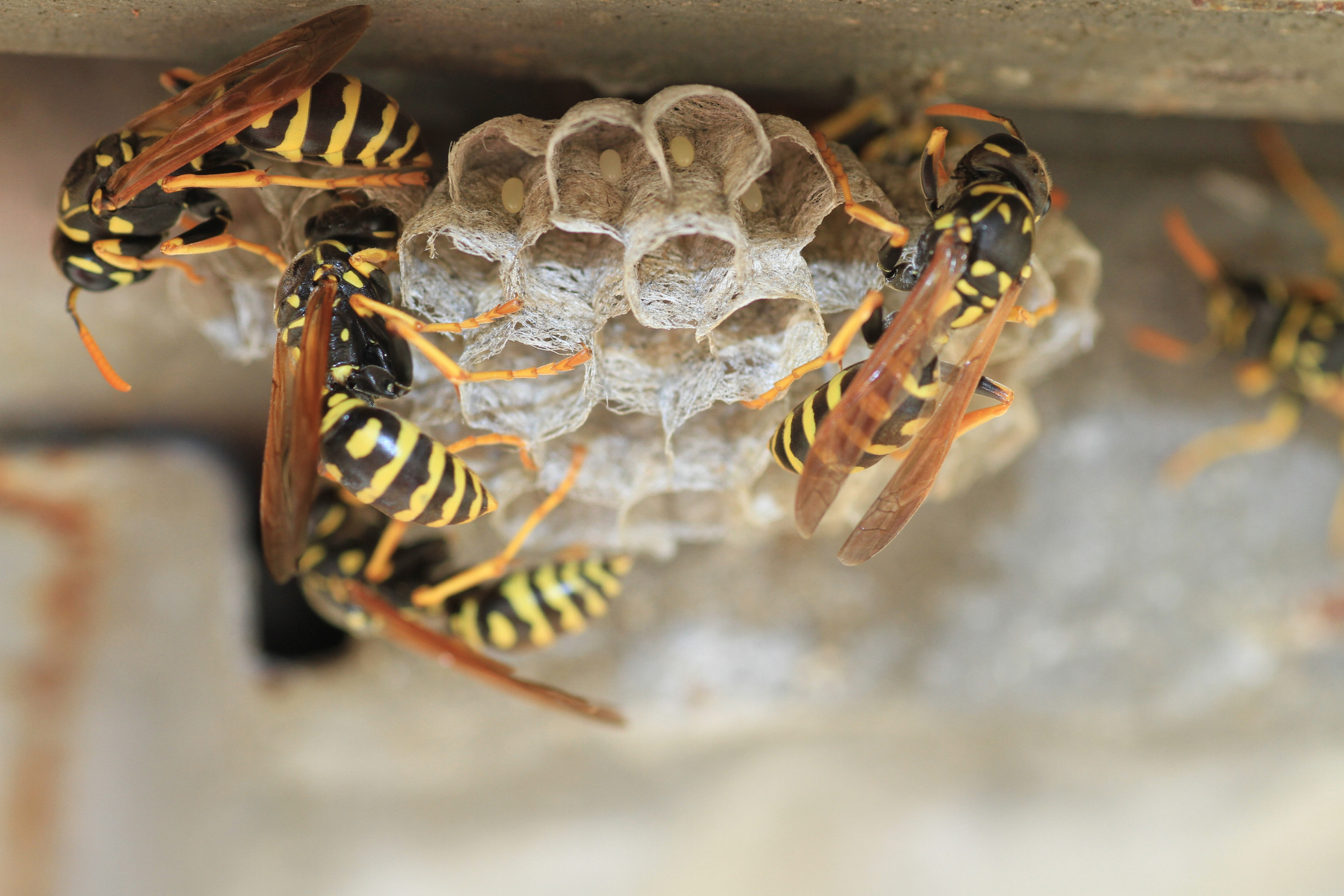 Wasp or Hornet? Identifying These Stinging Insects - Allison Pest ...
