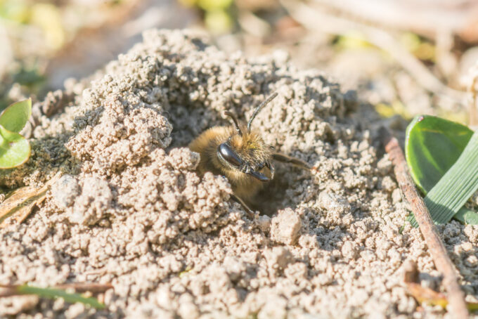 Not All Bees Live In Hives - Learn About NJ Ground Bees - Allison Pest ...