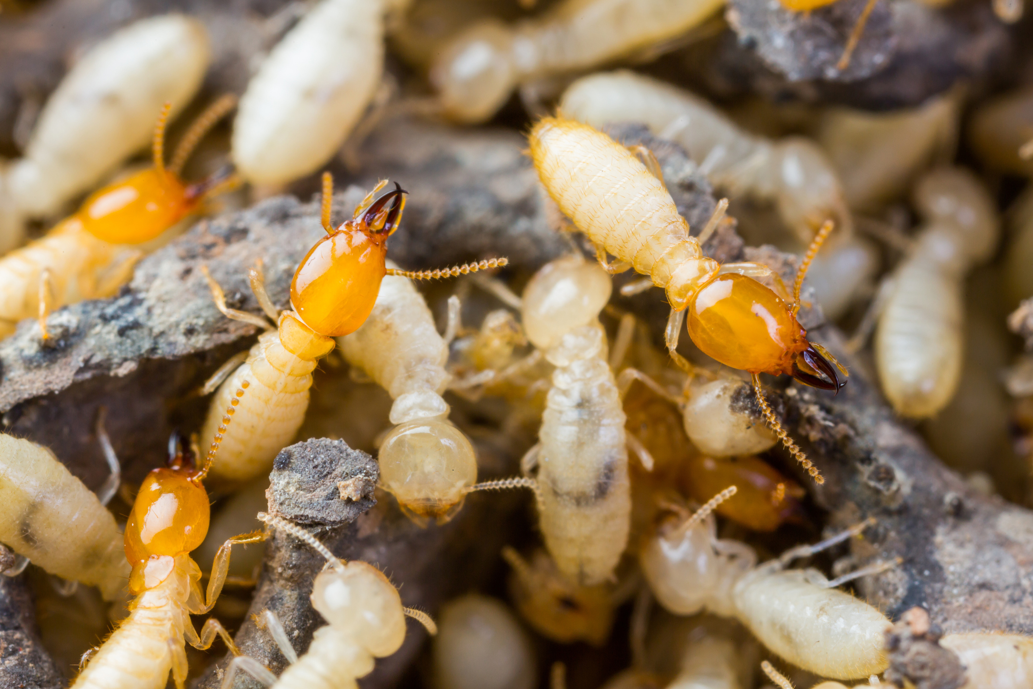 The Most Common Springtime Pest Is Also A Threat To Homes and ...