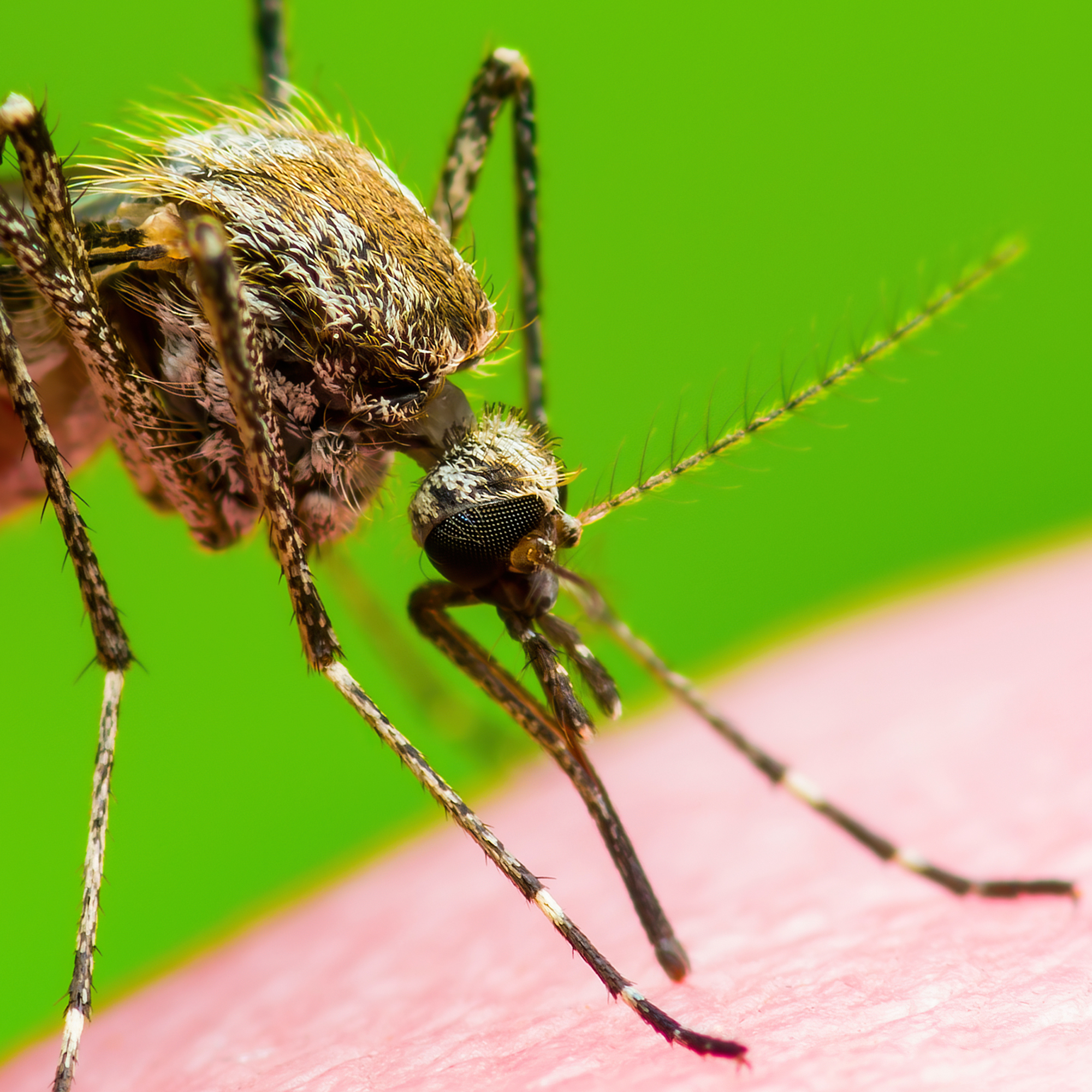 5 Facts About The Most Common Mosquito to Carry West Nile Virus: Culex ...