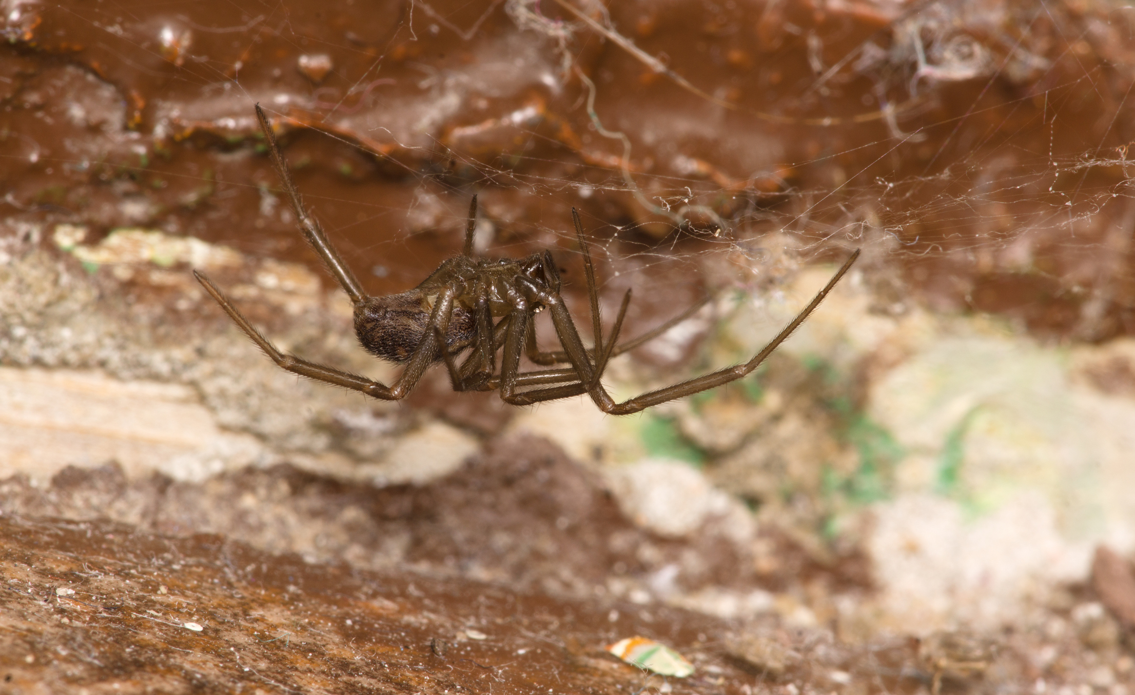 Are Brown Recluse Spiders in NJ? - Allison Pest Control - Since 1917