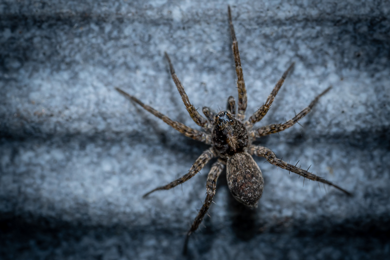 Top 5 Pest Spiders In NJ - Allison Pest Control - Since 1917