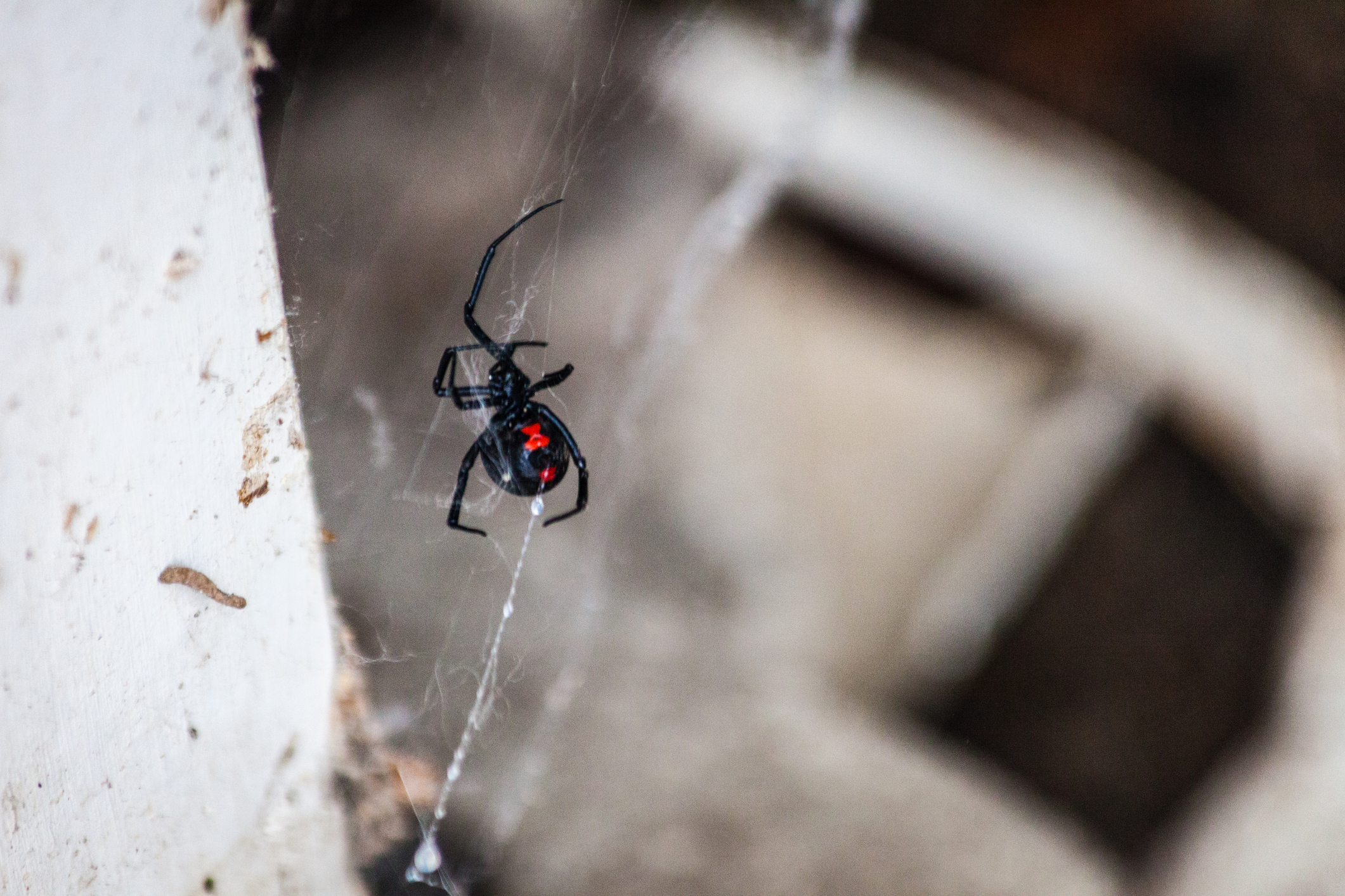 Did You Just Find a Black Widow Spider? How to Know for Sure - Allison ...