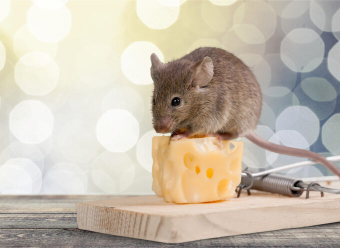 Mice Carry Disease - What to Know to Protect Your Family - Allison Pest ...
