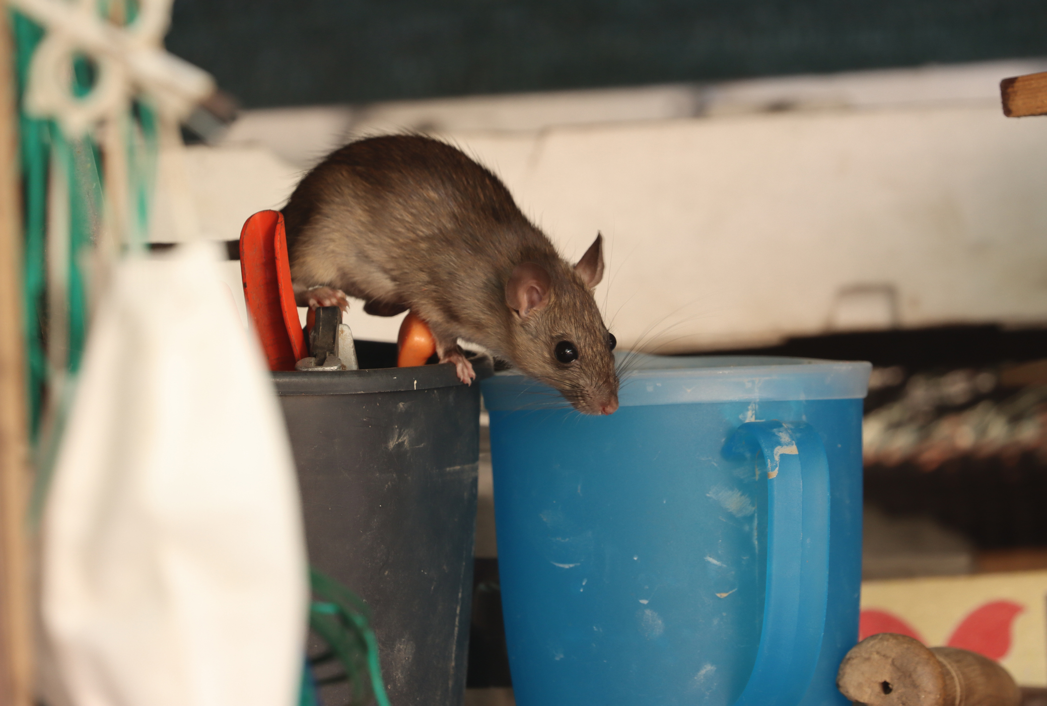 How Do You Know if You Have a Mouse Infestation? - Allison Pest Control ...