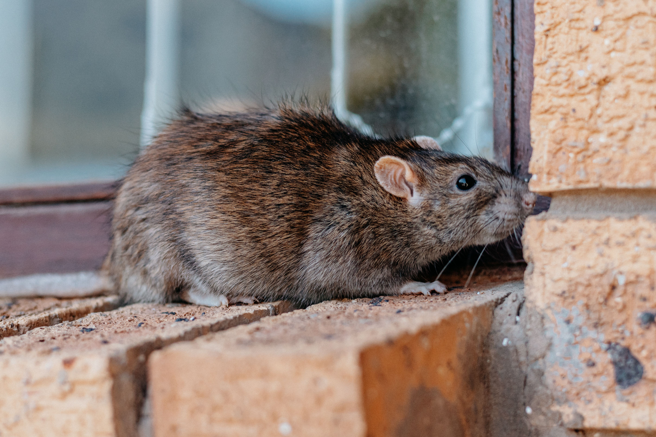 How to Identify a Rat versus a Mouse in Your House - Allison Pest ...