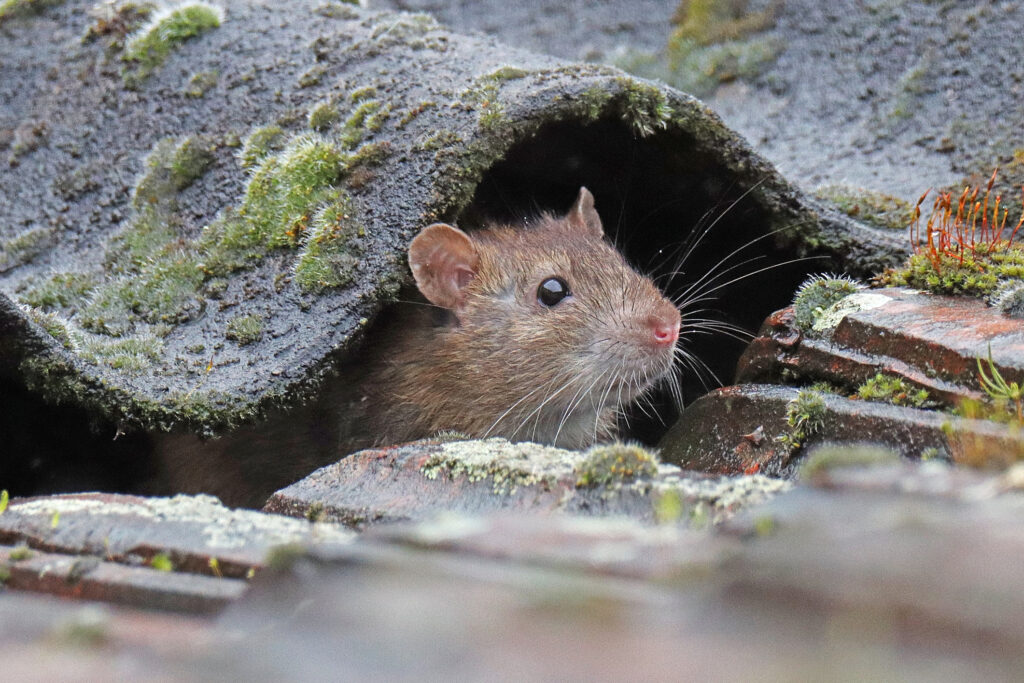 November Featured Pest - the New Jersey Roof Rat - Allison Pest Control ...