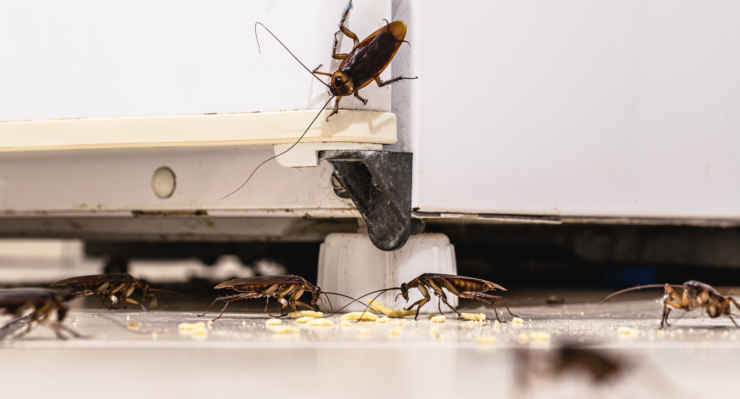 How Do I Know if my House Has a Cockroach Infestation? - Allison Pest ...