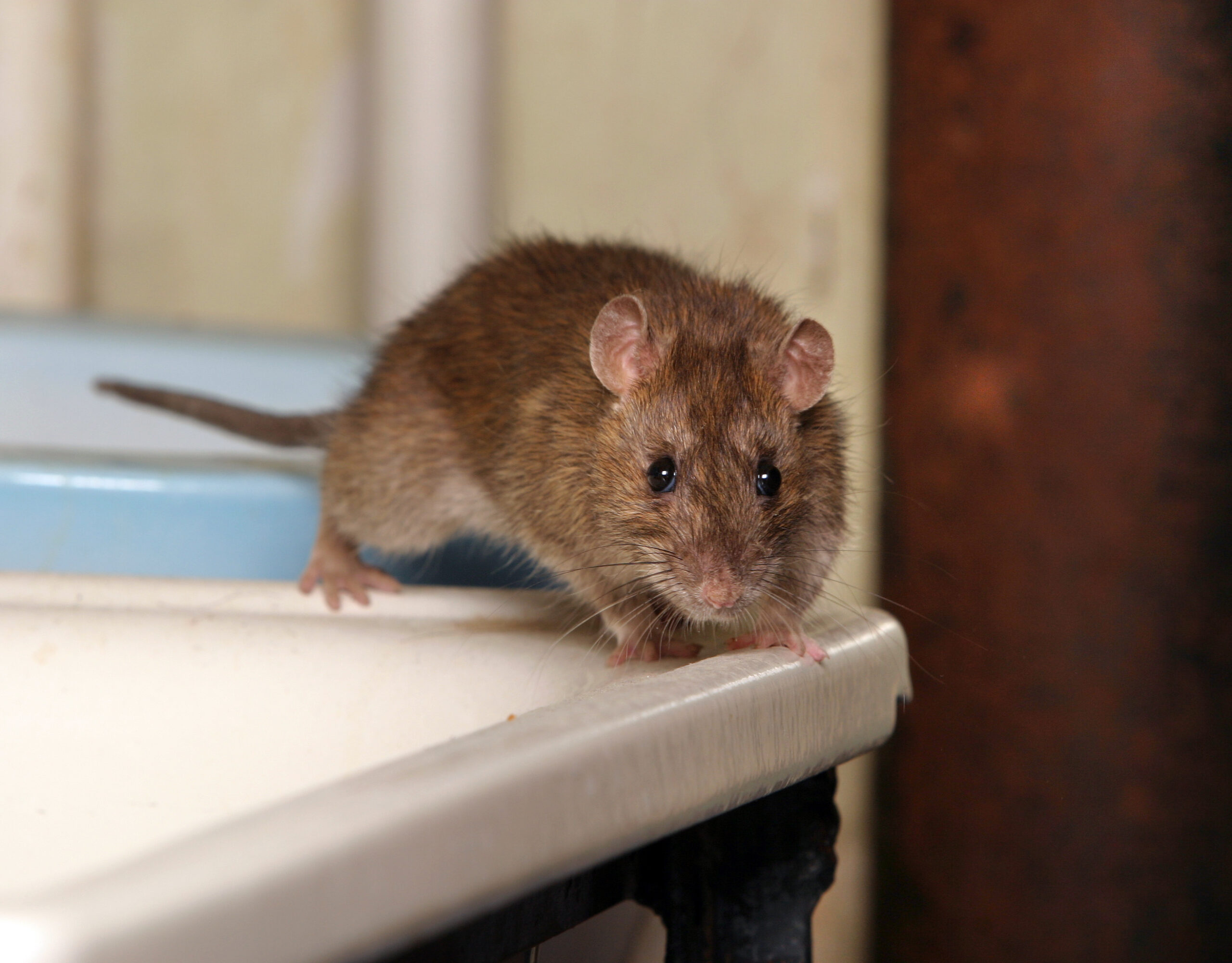 How to Identify a Rodent Problem in New Jersey - Allison Pest Control ...