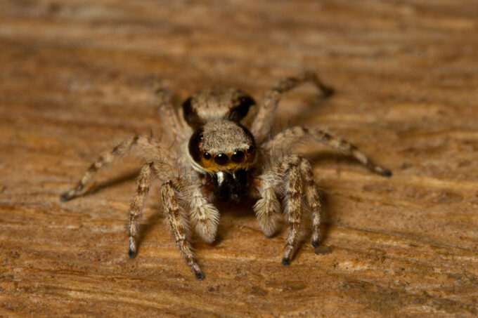 What is That Fuzzy Jumping Spider? - Allison Pest Control - Since 1917