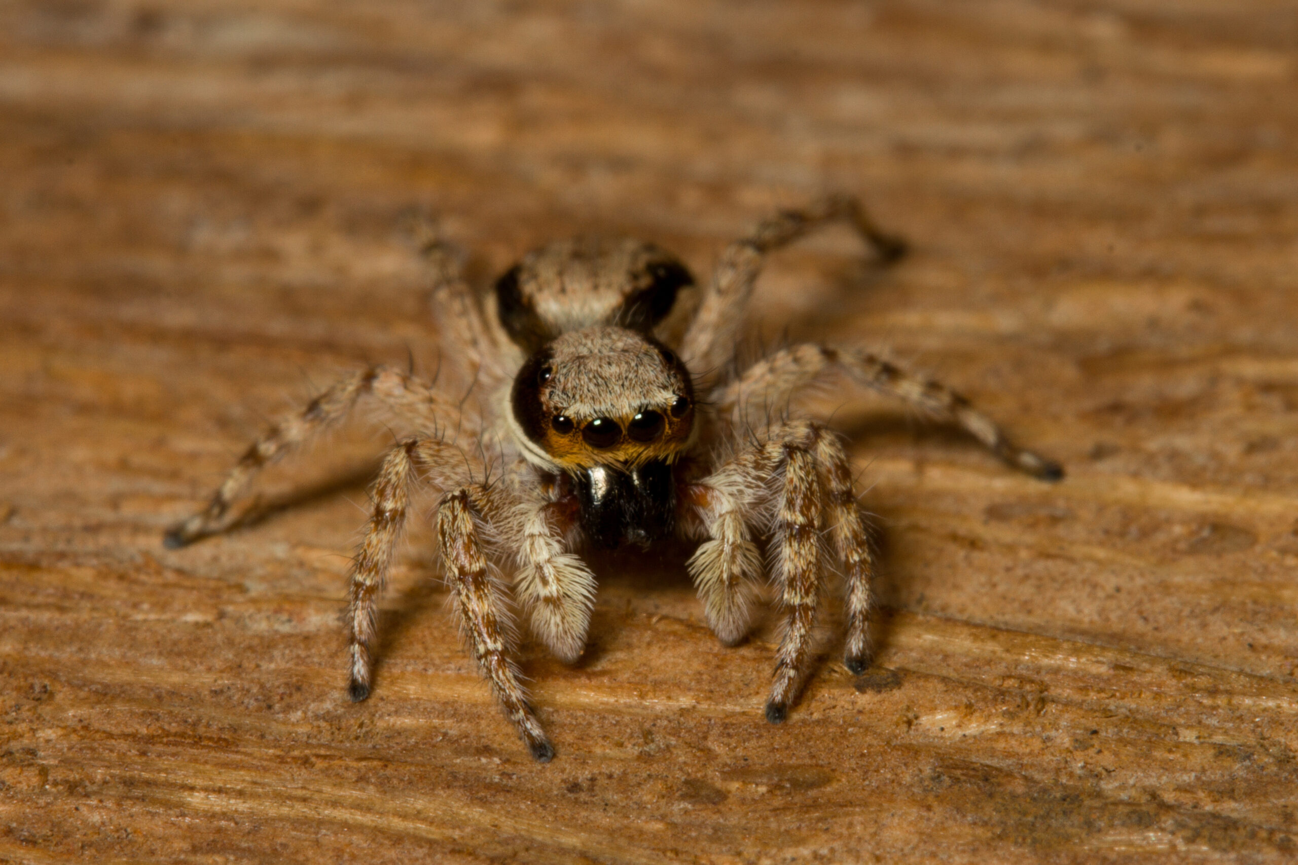 What is That Fuzzy Jumping Spider? - Allison Pest Control - Since 1917