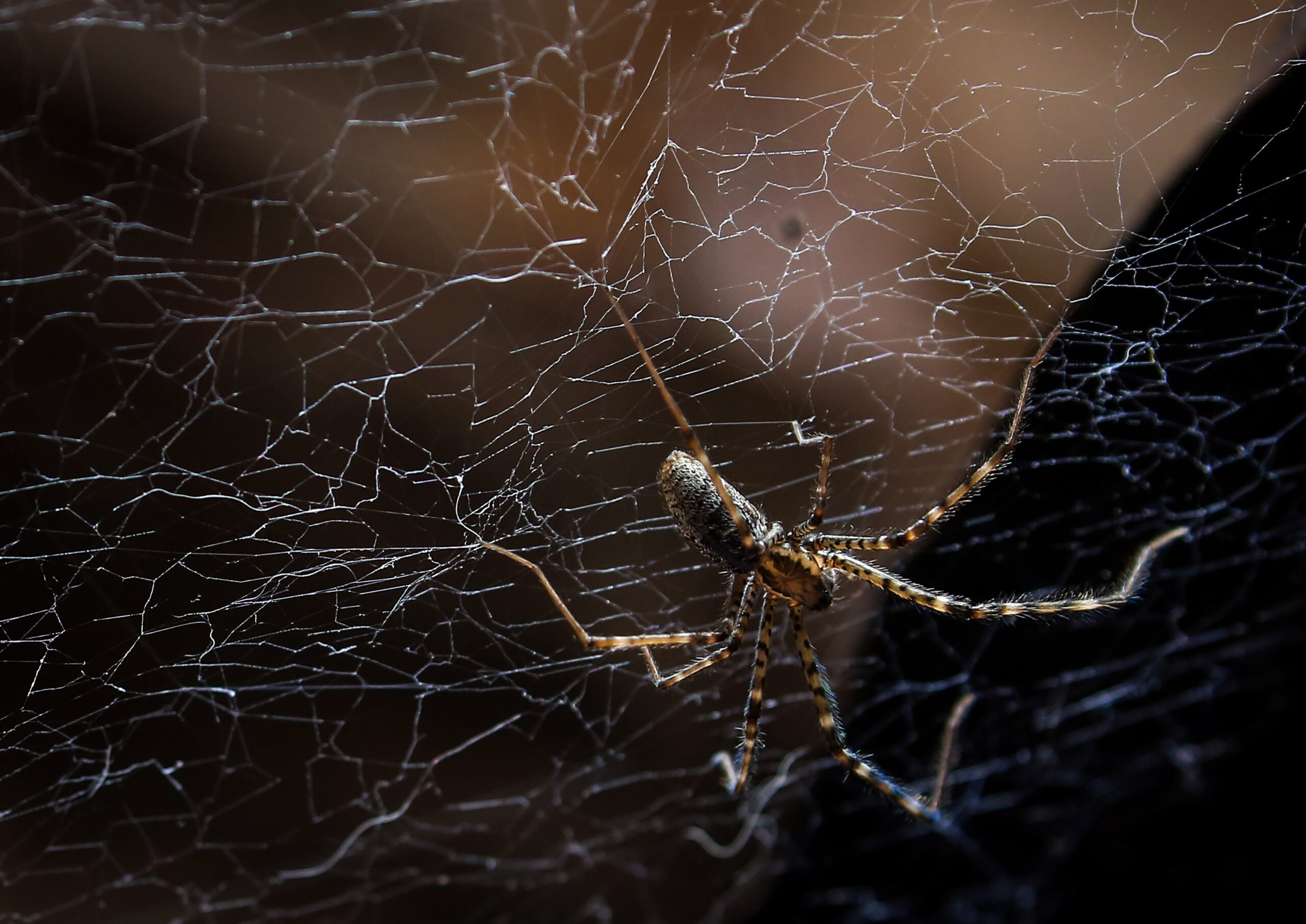 5 Most Common Spiders to Find In New Jersey This Winter - Allison Pest ...