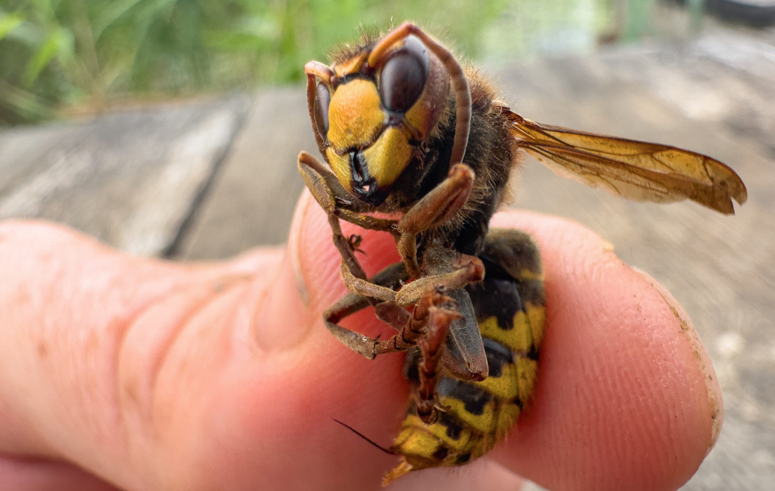 All you Need to Know About The European Hornet - Allison Pest Control ...