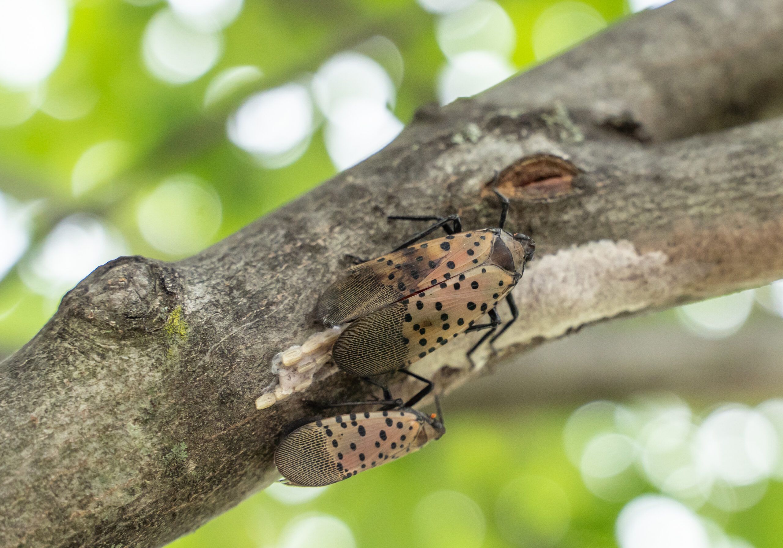 Is That a Spotted Lanternfly? - Allison Pest Control - Since 1917