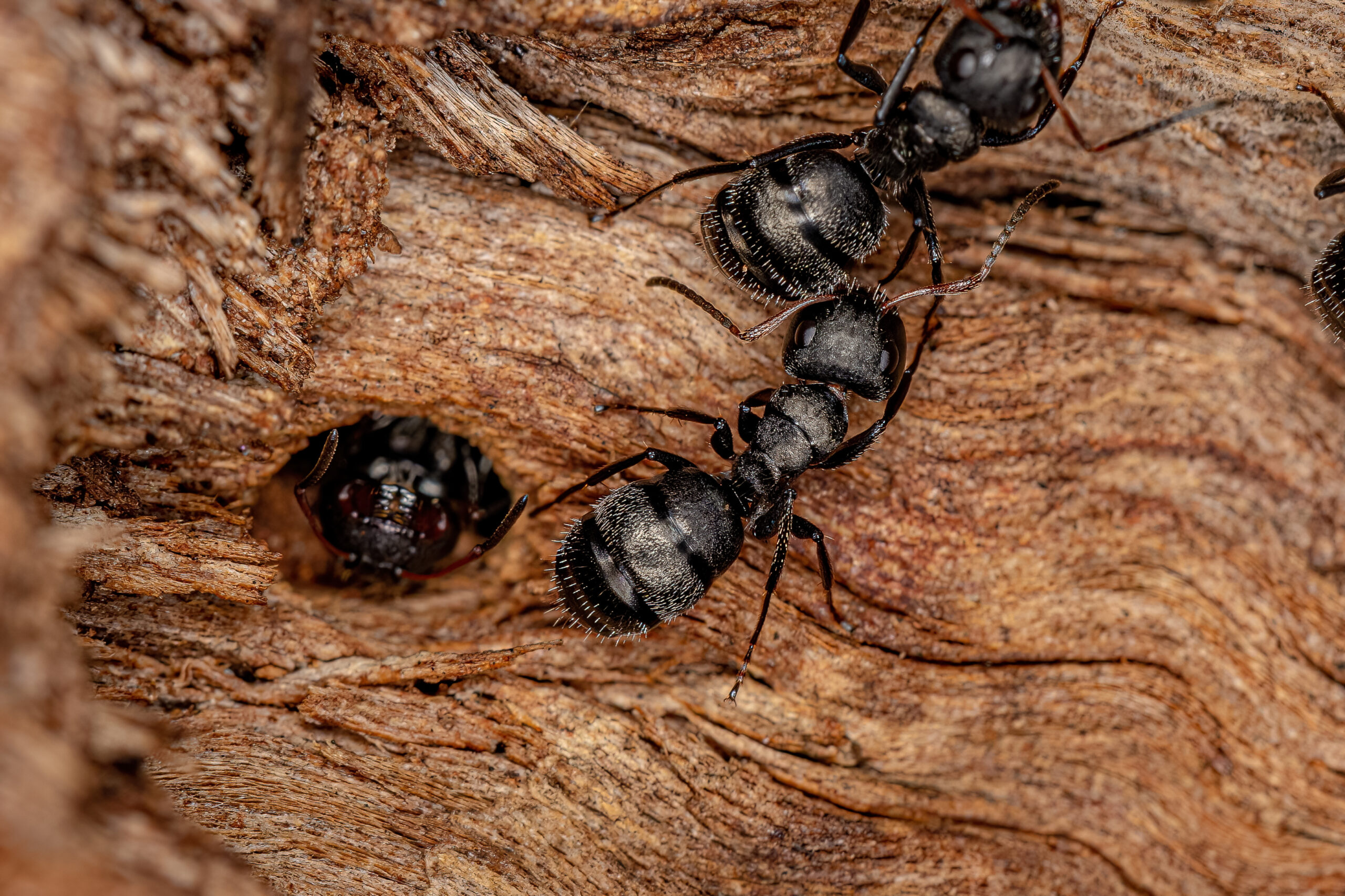 5 Tips to Prevent Wood Burrowing Insects like Carpenter Ants - Allison ...