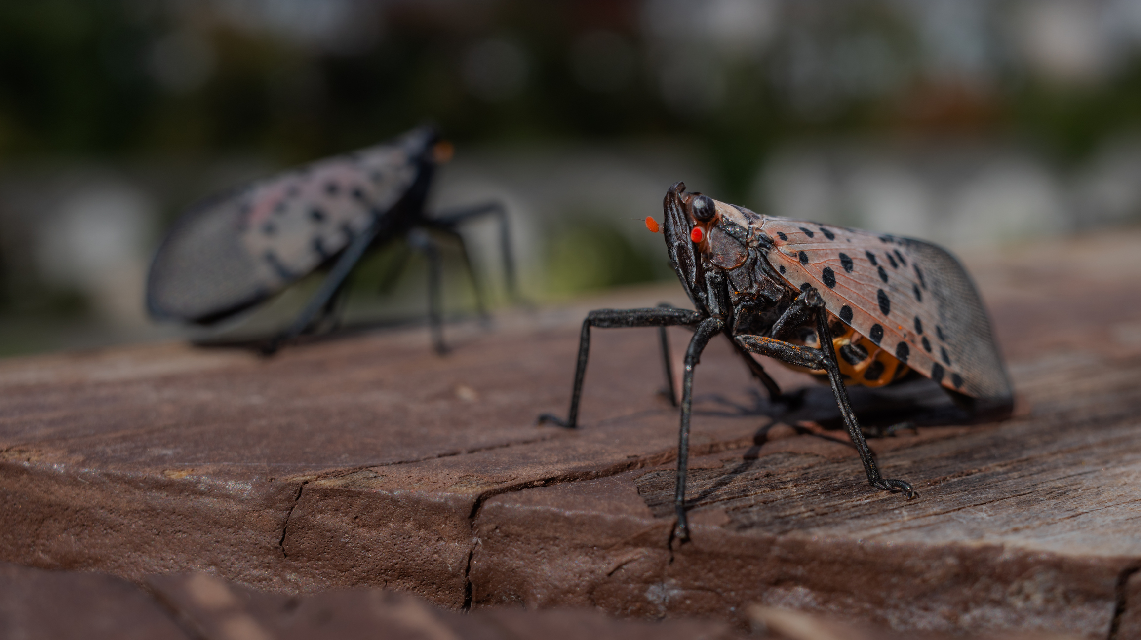 Spotted Lanternfly Extermination and Prevention Tips from the U.S. Fish ...