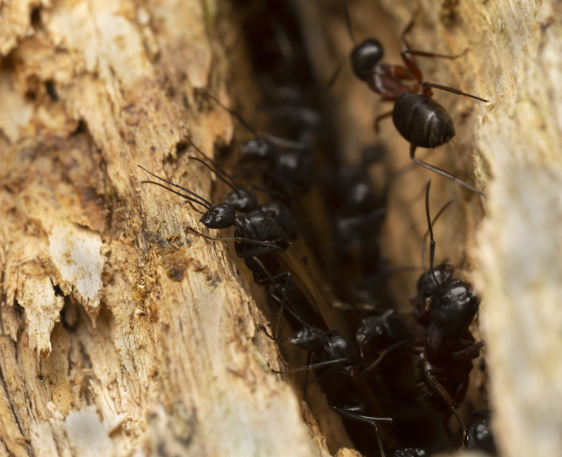 Are Carpenter Ants Problematic Year Round or Seasonally? - Allison Pest ...