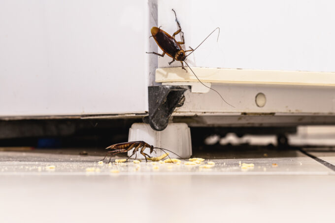 Challenges and Solutions in Restaurant Cockroach Prevention - Allison ...