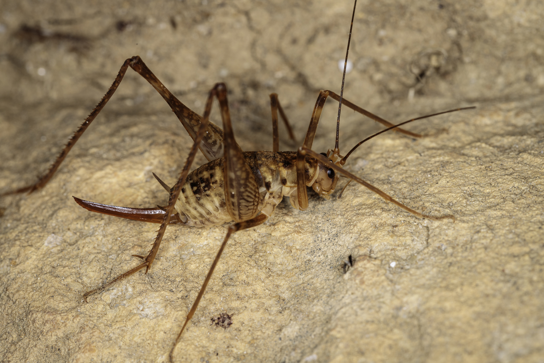 Cave Crickets: Behavior and Misconceptions - Allison Pest Control ...
