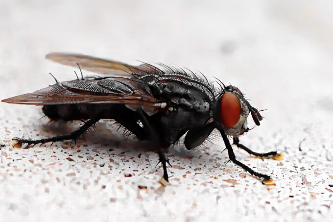 Cluster Fly Control - Allison Pest Control - Since 1917