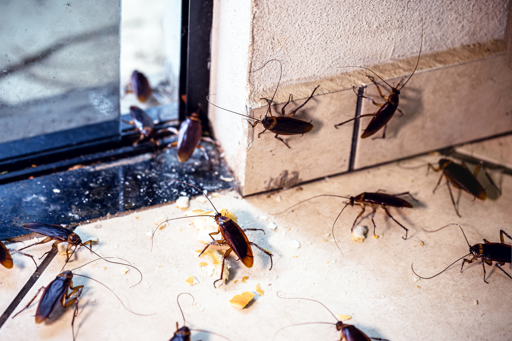 Cockroach Prevention in Restaurants - Allison Pest Control - Since 1917