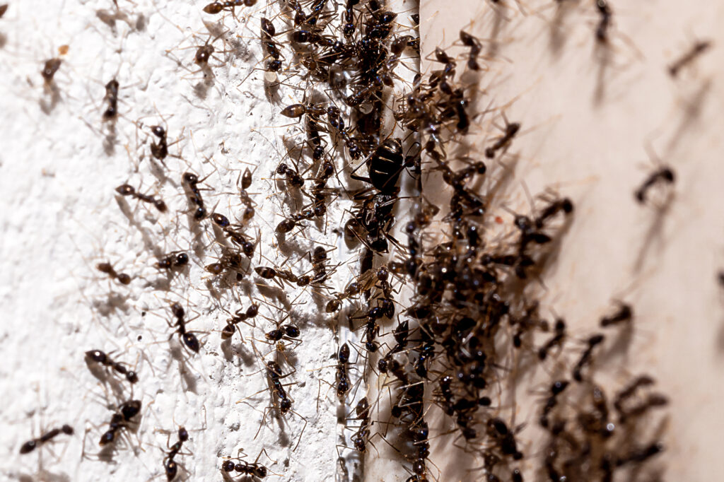 Prevent Ant Infestations This Spring - Allison Pest Control - Since 1917