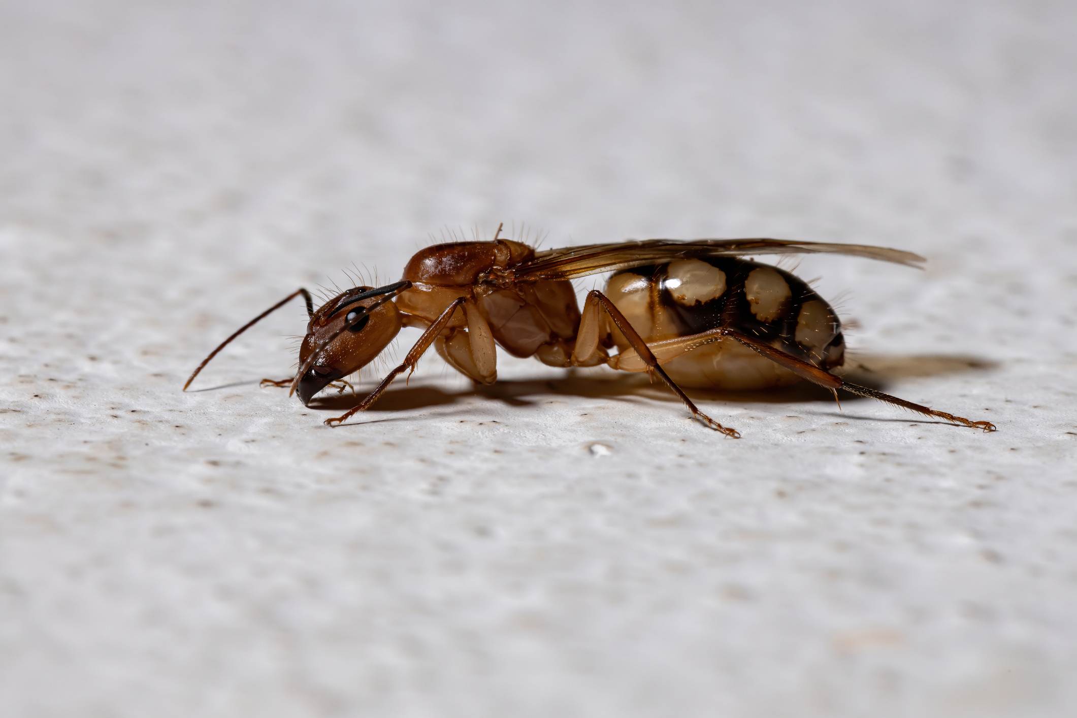 Carpenter Ant Prevention and Control - Allison Pest Control - Since 1917