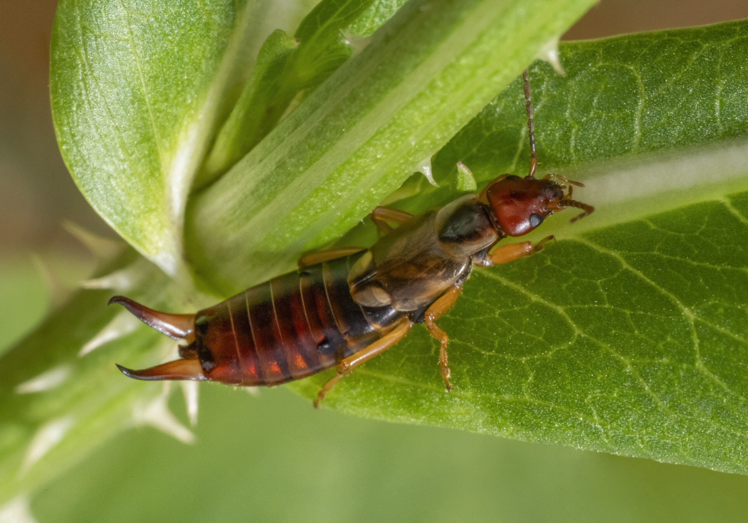 What You Need to Know About Earwig Infestations in New Jersey - Allison ...