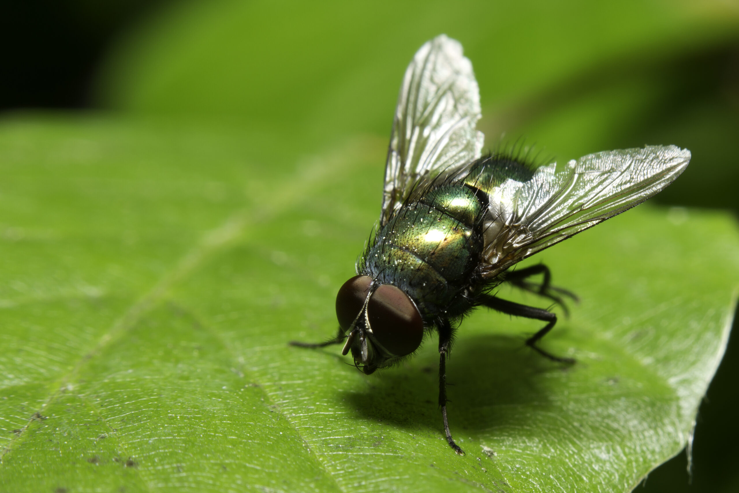 Understanding and Managing Greenhead Flies - Allison Pest Control ...