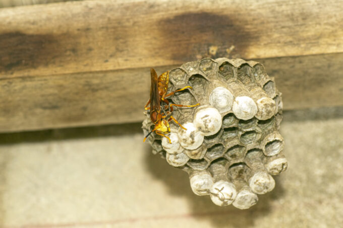 Guide to Paper Wasps - Allison Pest Control - Since 1917