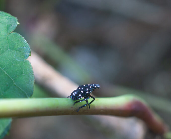 Spotted Lanternfly Behavior in June - Allison Pest Control - Since 1917